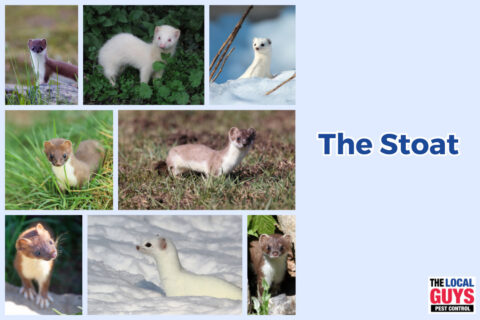 Meet the Stoat: The Weasel-Like Predator of NZ's Unique Eco System