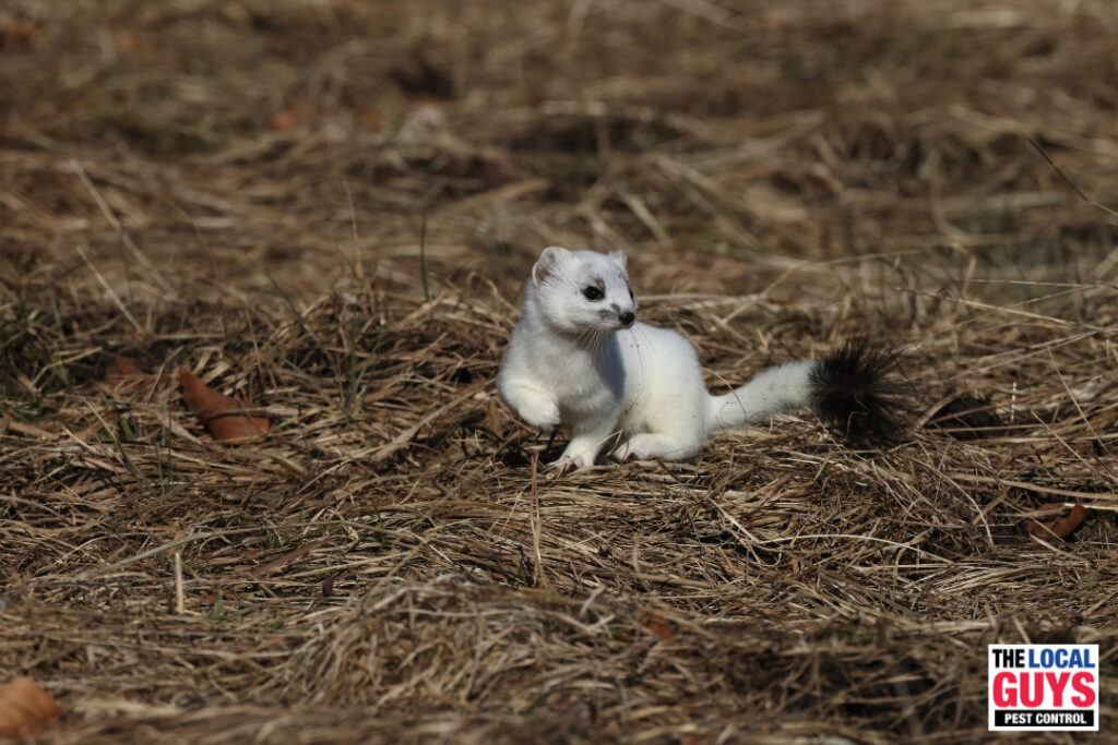 Meet the Stoat: The Weasel-Like Predator of NZ's Unique Eco System